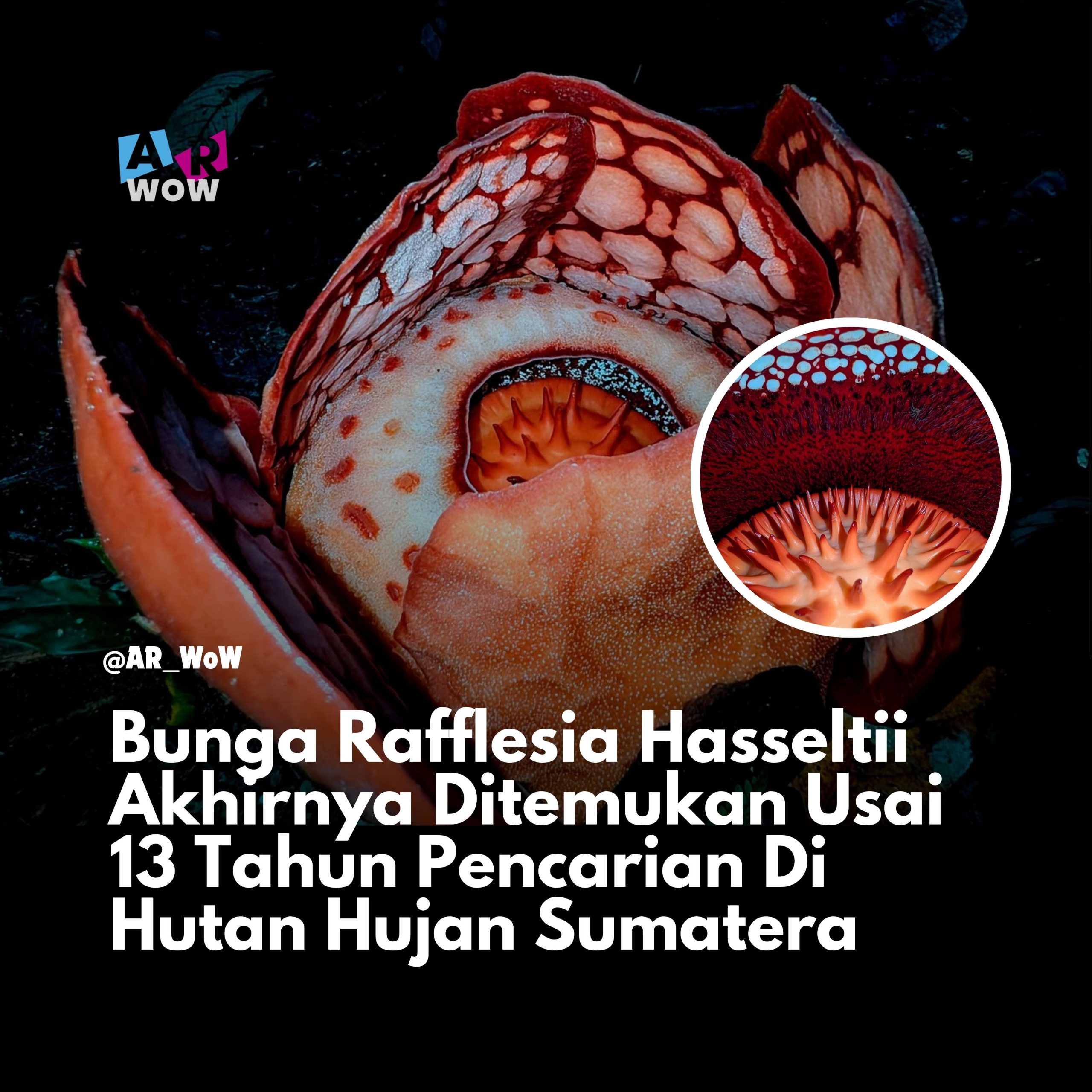 Bunga Rafflesia Hasseltii Akhirnya Ditemukan Usai 13 Tahun Pencarian Di ...